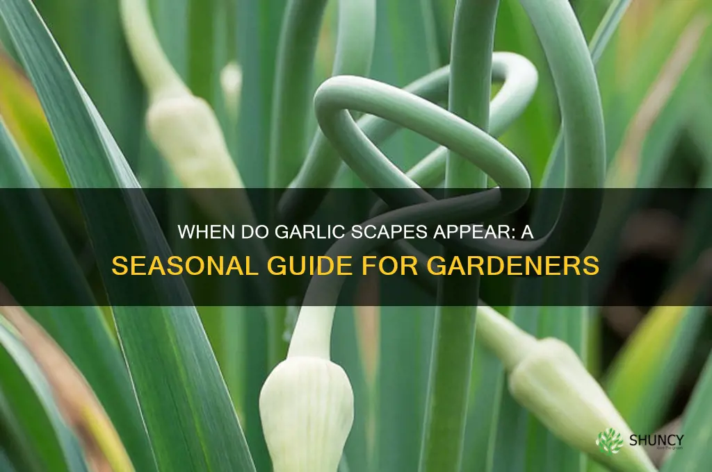 When Do Garlic Scapes Appear: A Seasonal Guide For Gardeners | ShunCy