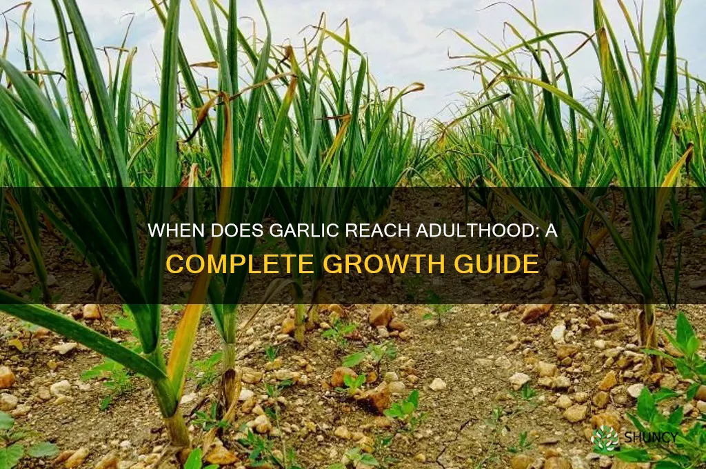 When Does Garlic Reach Adulthood: A Complete Growth Guide | ShunCy