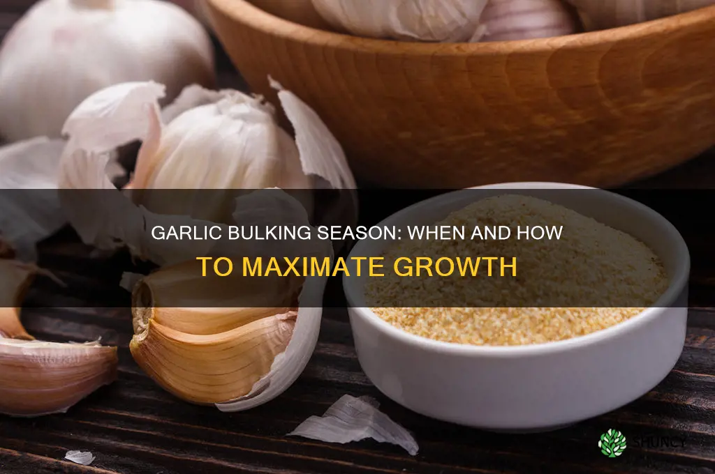 Garlic Bulking Season: When And How To Maximate Growth | ShunCy