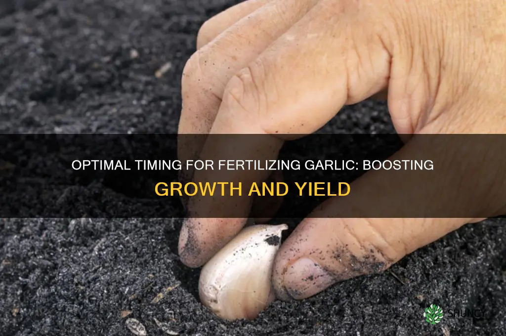 Optimal Timing For Fertilizing Garlic: Boosting Growth And Yield | ShunCy