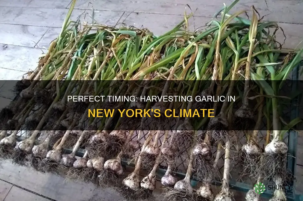 Perfect Timing: Harvesting Garlic In New York's Climate | ShunCy