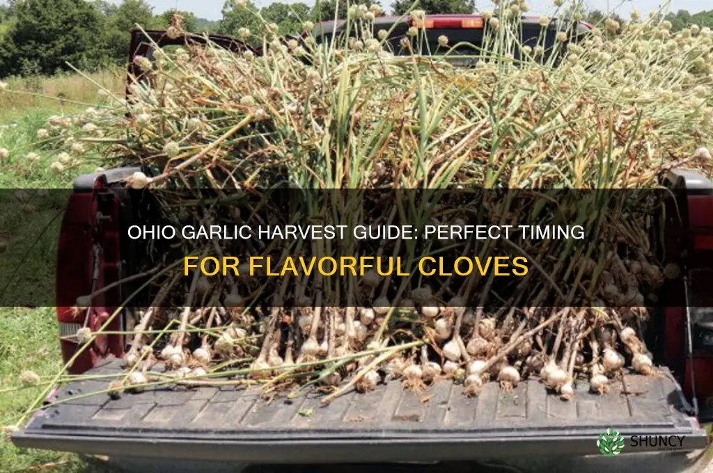 Ohio Garlic Harvest Guide: Perfect Timing For Flavorful Cloves | ShunCy