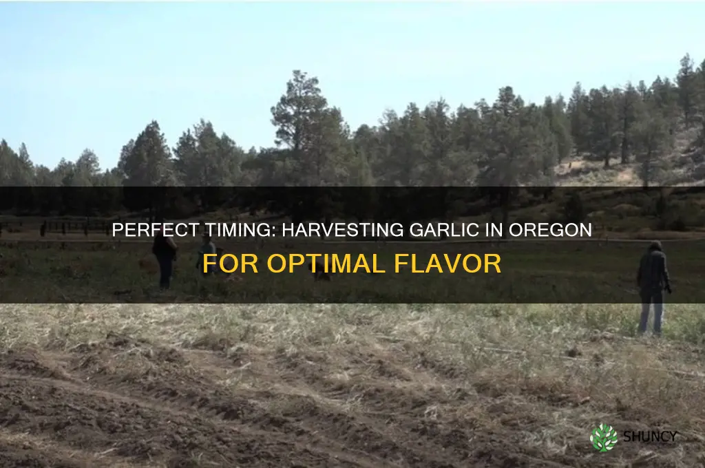 Perfect Timing: Harvesting Garlic In Oregon For Optimal Flavor | ShunCy