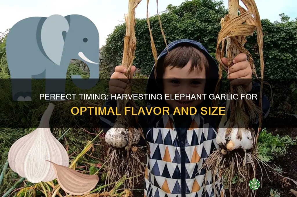 Perfect Timing: Harvesting Elephant Garlic For Optimal Flavor And Size ...