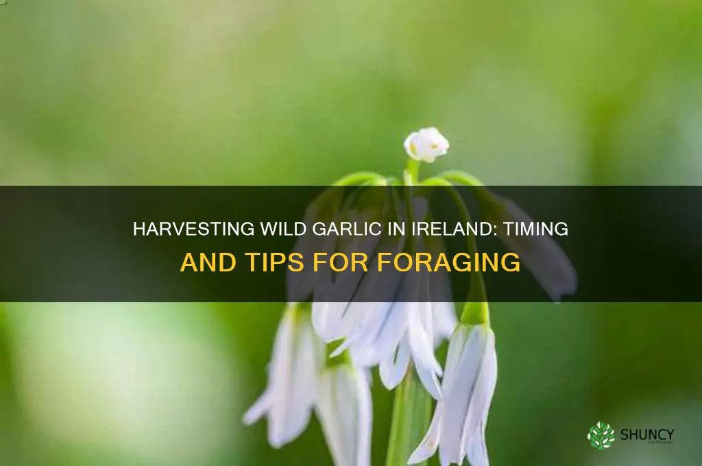 Harvesting Wild Garlic In Ireland: Timing And Tips For Foraging | ShunCy