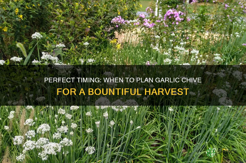Perfect Timing: When To Plan Garlic Chive For A Bountiful Harvest | ShunCy