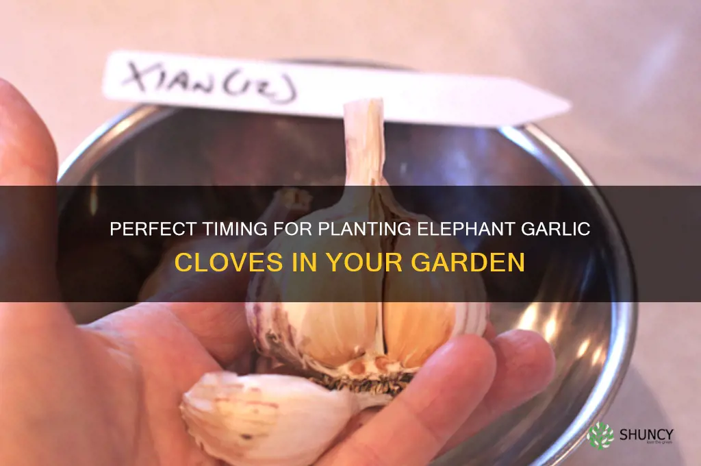 Perfect Timing For Planting Elephant Garlic Cloves In Your Garden | ShunCy