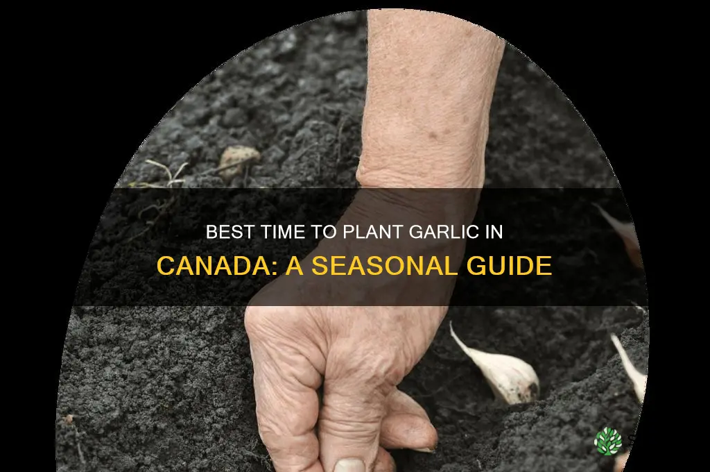 Best Time To Plant Garlic In Canada: A Seasonal Guide | ShunCy