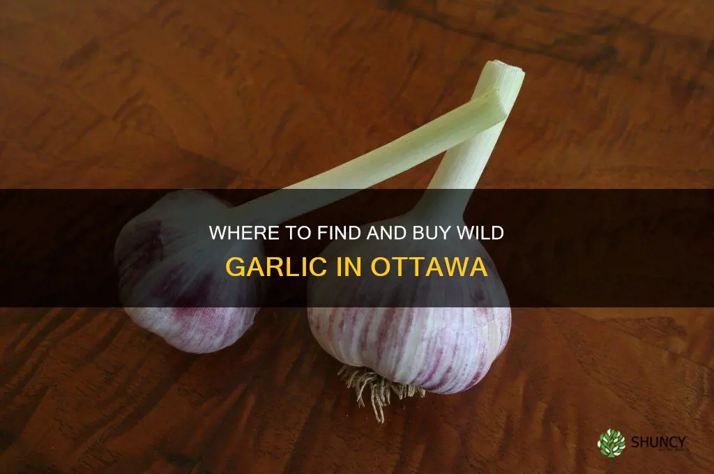 Where To Find And Buy Wild Garlic In Ottawa | ShunCy
