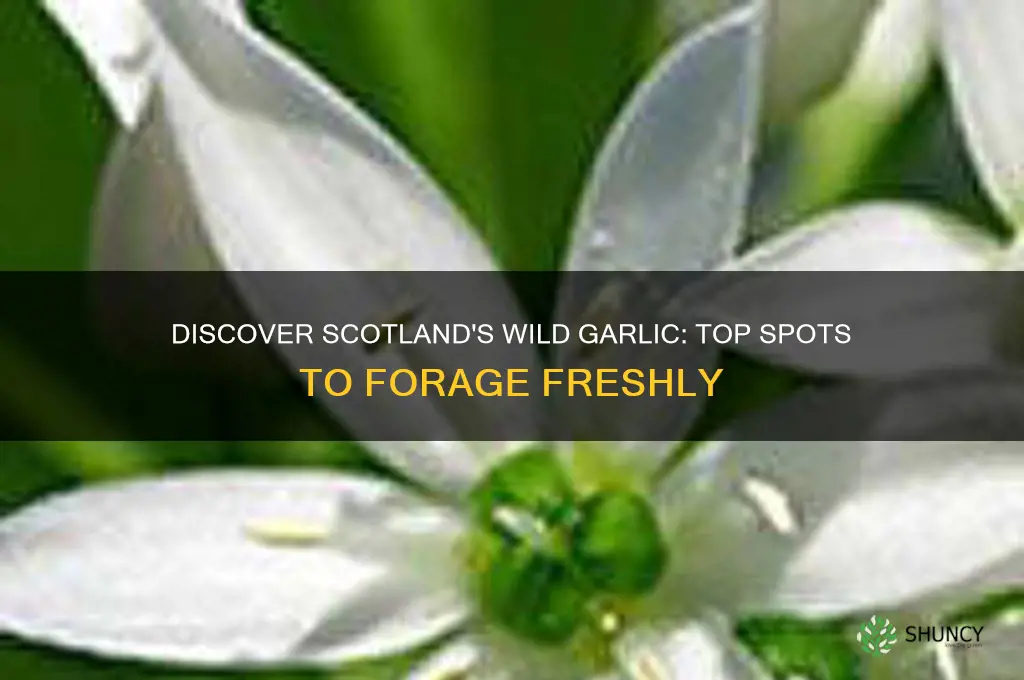 Discover Scotland's Wild Garlic: Top Spots To Forage Freshly | ShunCy