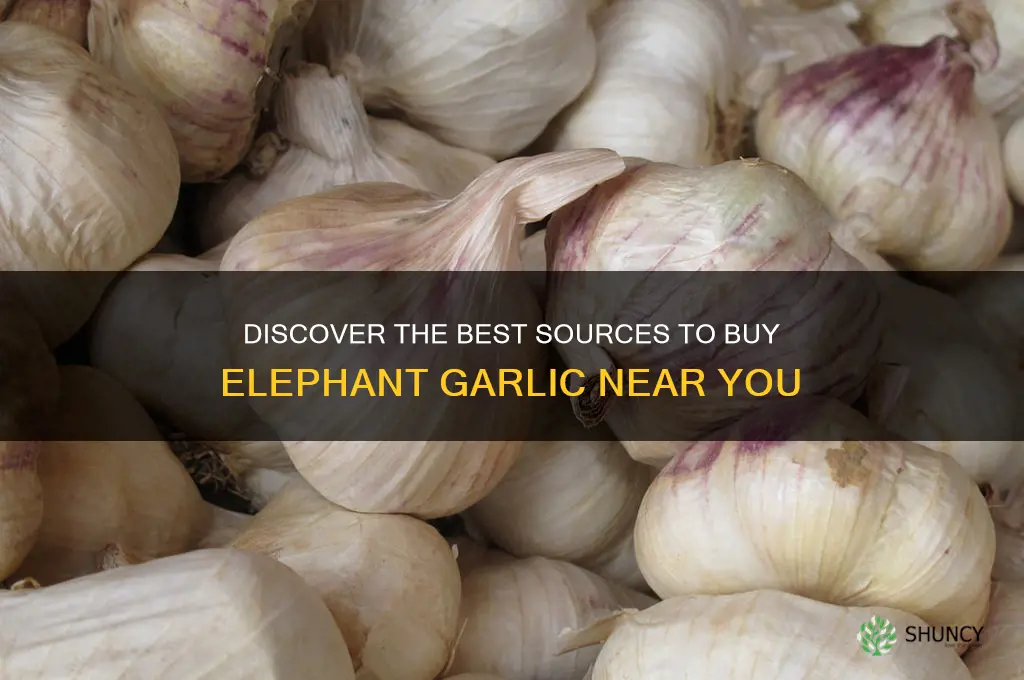 Discover The Best Sources To Buy Elephant Garlic Near You | ShunCy