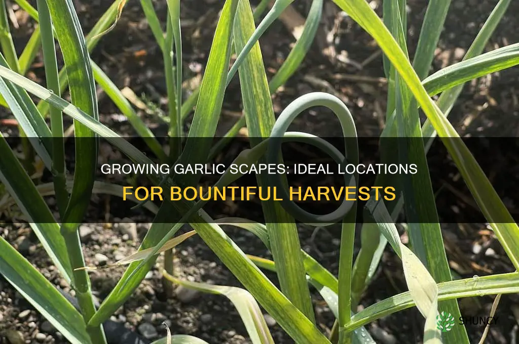 Growing Garlic Scapes: Ideal Locations For Bountiful Harvests | ShunCy