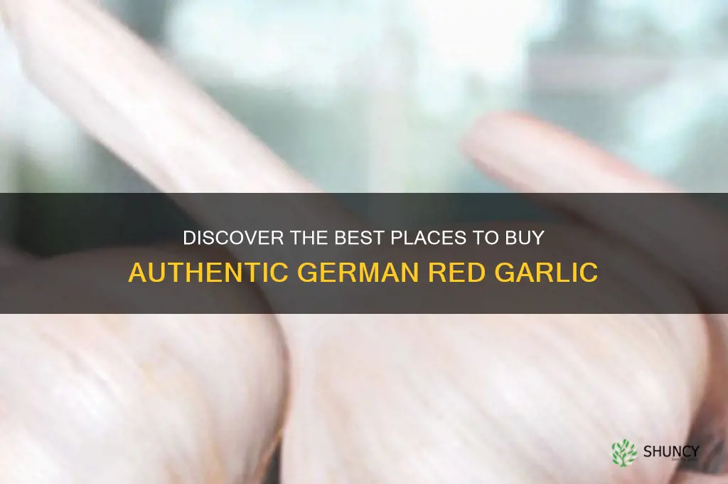 Discover The Best Places To Buy Authentic German Red Garlic | ShunCy