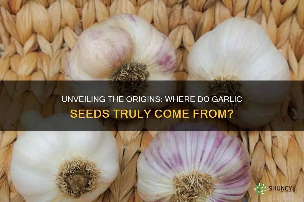 Unveiling The Origins: Where Do Garlic Seeds Truly Come From? | ShunCy