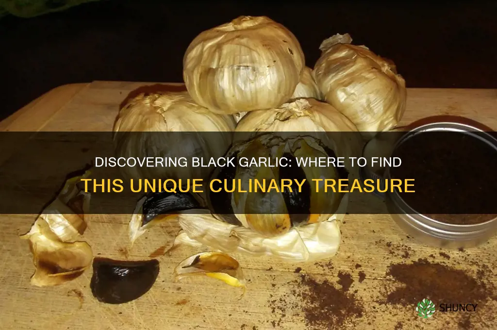Discovering Black Garlic: Where To Find This Unique Culinary Treasure ...