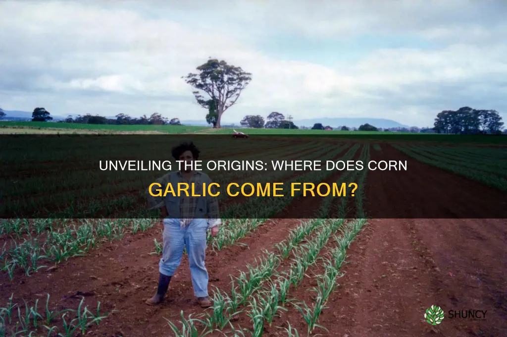 Unveiling The Origins: Where Does Corn Garlic Come From? | ShunCy