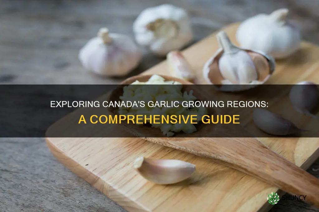 Exploring Canada's Garlic Growing Regions: A Comprehensive Guide | ShunCy