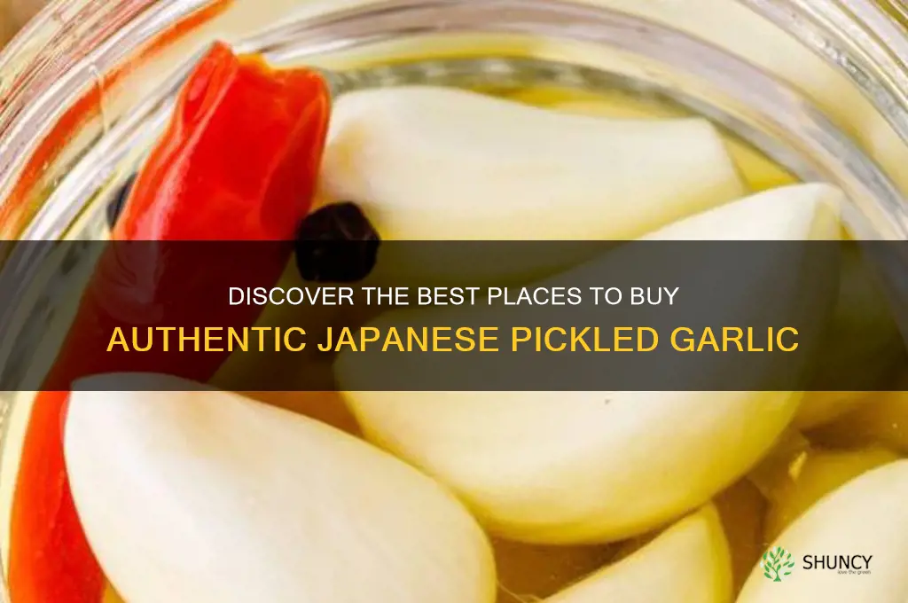 Discover The Best Places To Buy Authentic Japanese Pickled Garlic | ShunCy