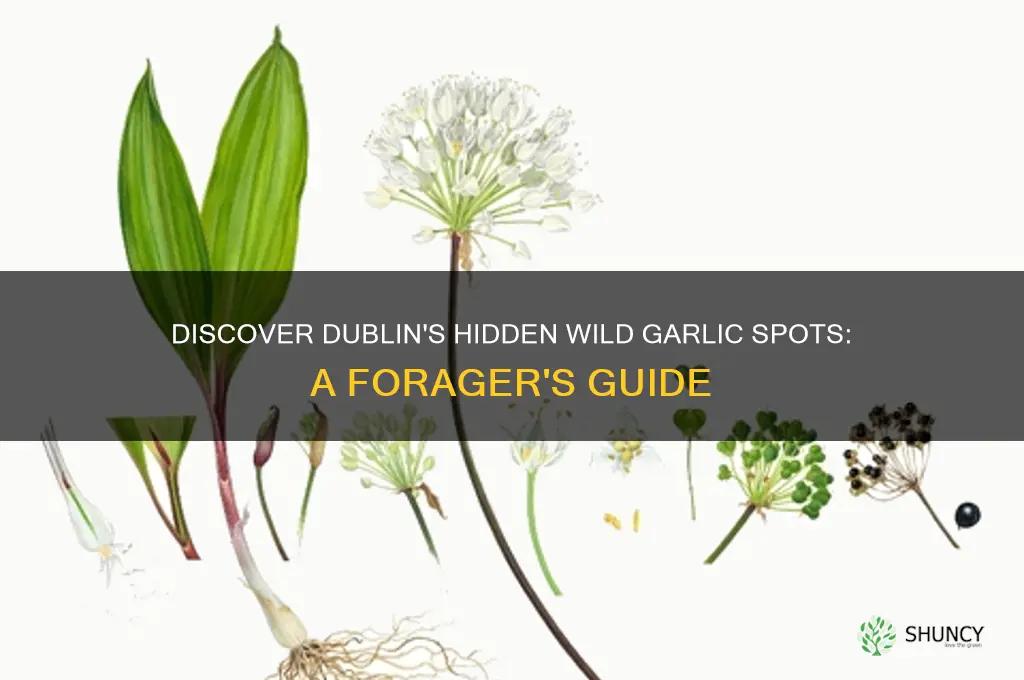 Discover Dublin's Hidden Wild Garlic Spots: A Forager's Guide | ShunCy