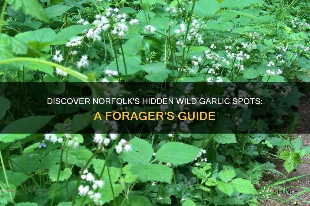 Discover Norfolk's Hidden Wild Garlic Spots: A Forager's Guide | ShunCy