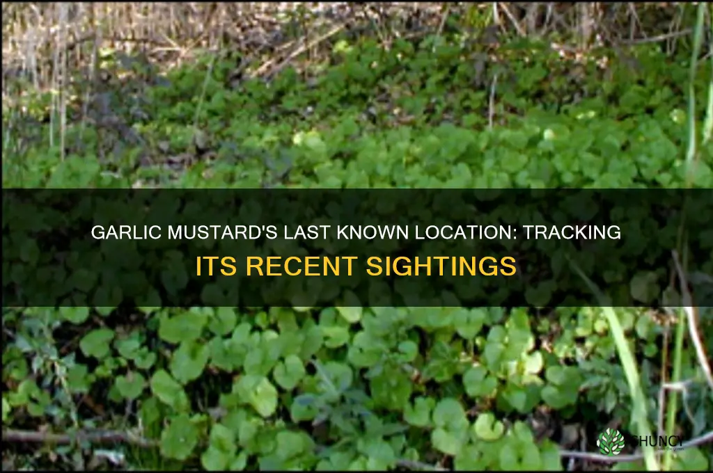 Garlic Mustard's Last Known Location: Tracking Its Recent Sightings ...