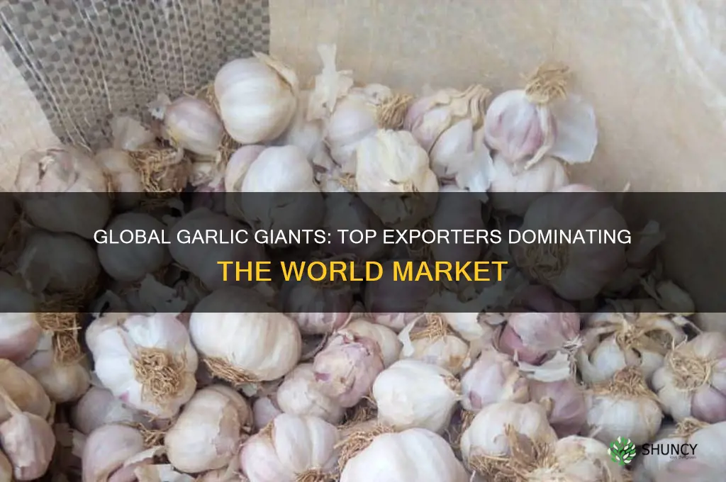 Global Garlic Giants: Top Exporters Dominating The World Market | ShunCy