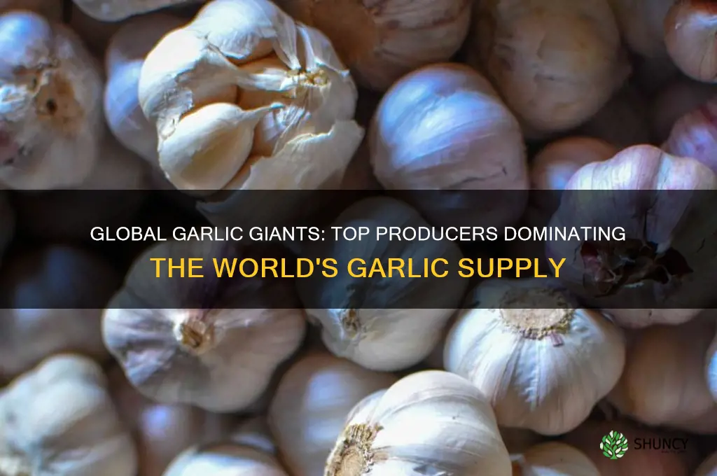 Global Garlic Giants: Top Producers Dominating The World's Garlic ...