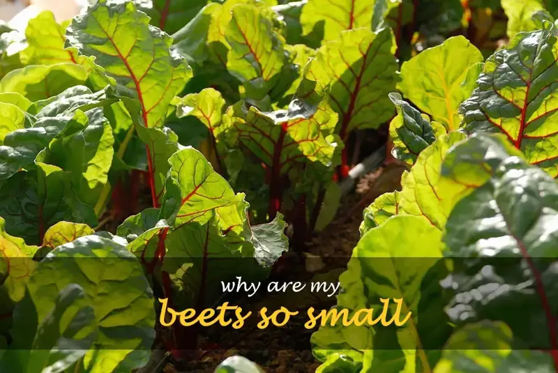 Why Are My Beets So Small ShunCy