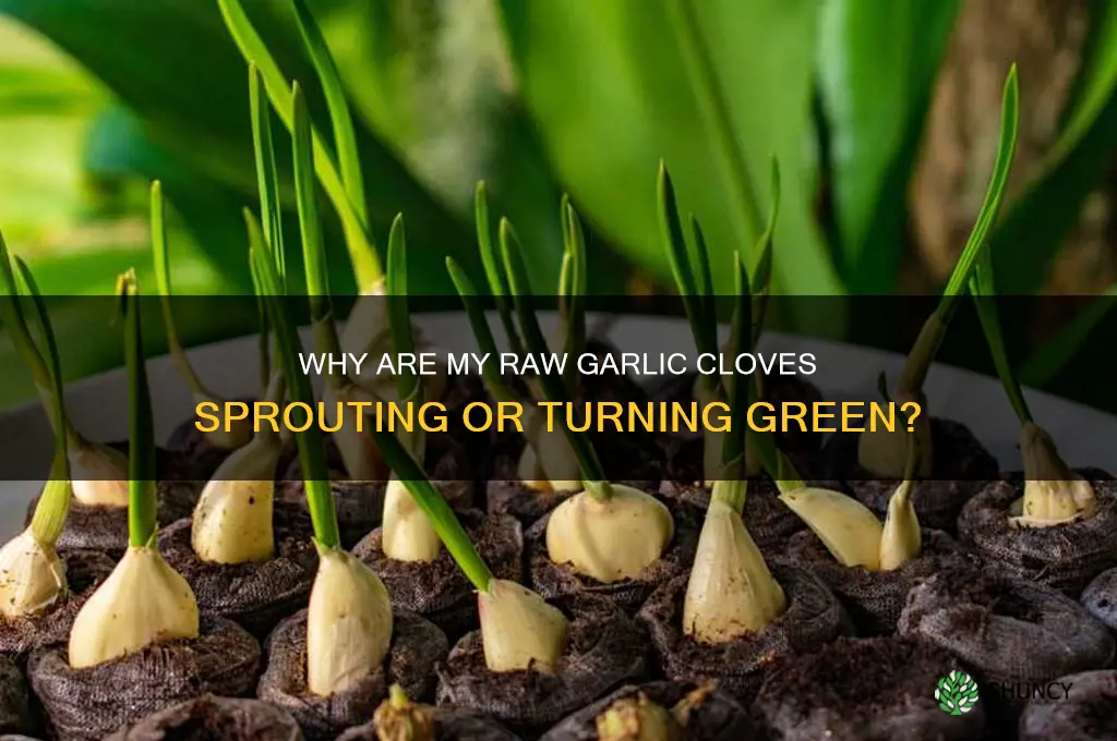 Why Are My Raw Garlic Cloves Sprouting Or Turning Green? | ShunCy