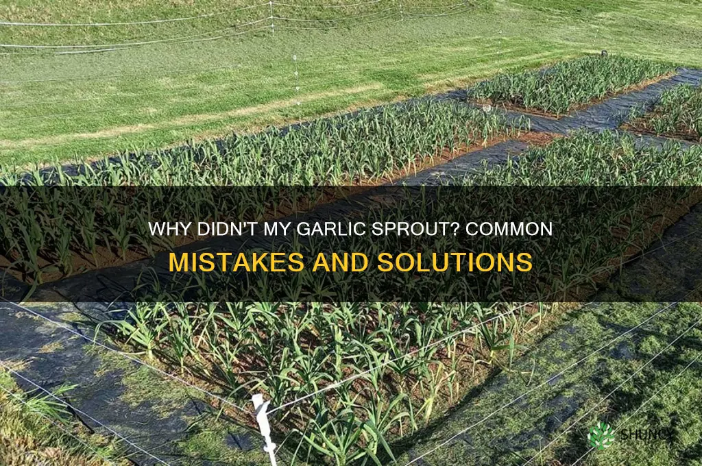 Why Didn't My Garlic Sprout? Common Mistakes And Solutions | ShunCy