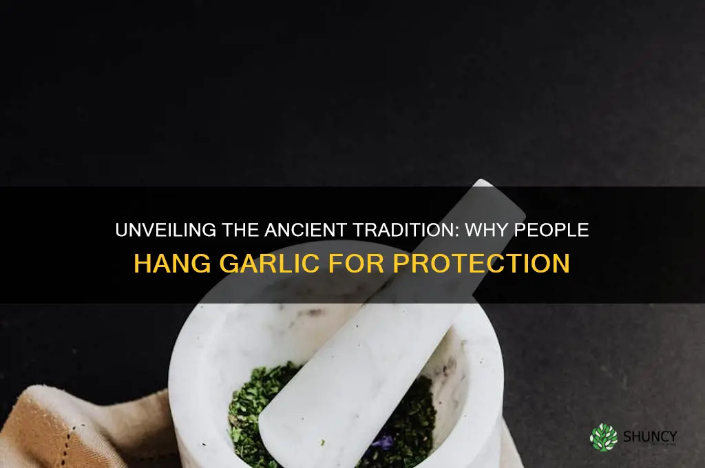 Unveiling The Ancient Tradition: Why People Hang Garlic For Protection ...