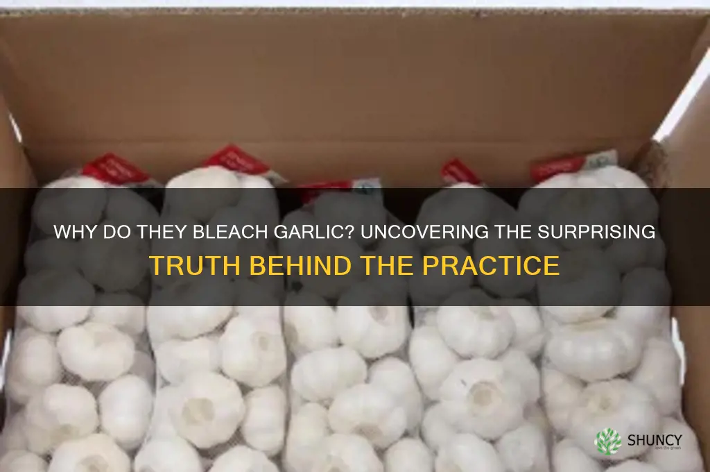 Why Do They Bleach Garlic? Uncovering The Surprising Truth Behind The ...