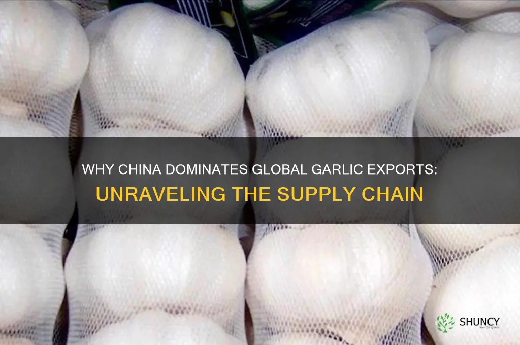 Why China Dominates Global Garlic Exports: Unraveling The Supply Chain ...