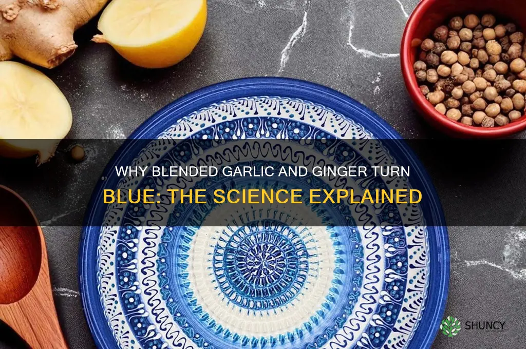 Why Blended Garlic And Ginger Turn Blue: The Science Explained | ShunCy