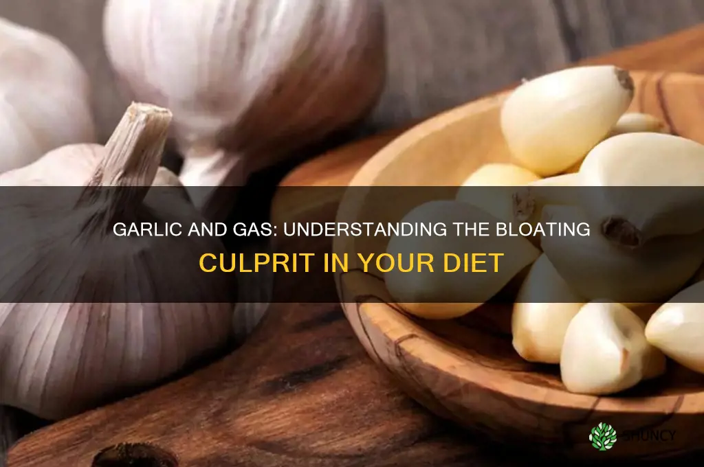 Garlic And Gas: Understanding The Bloating Culprit In Your Diet | ShunCy