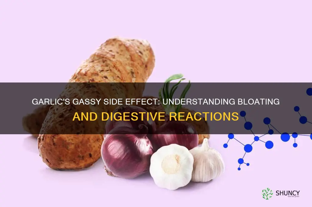 Garlic's Gassy Side Effect: Understanding Bloating And Digestive ...