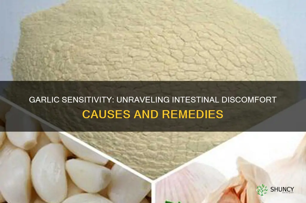Garlic Sensitivity: Unraveling Intestinal Discomfort Causes And ...