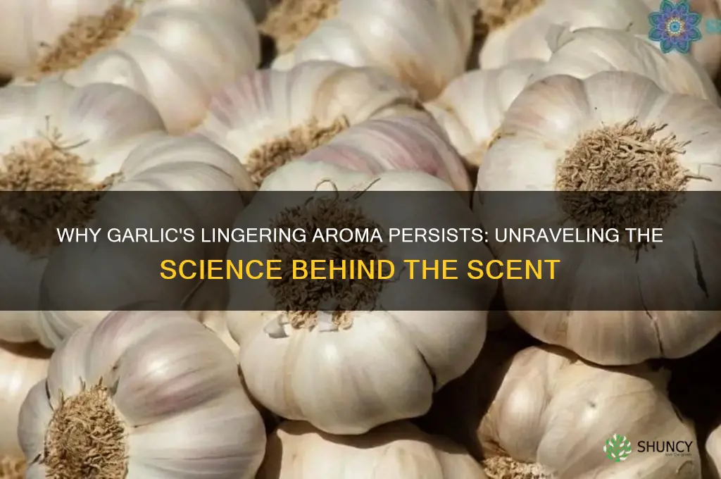 Why Garlic's Lingering Aroma Persists: Unraveling The Science Behind ...
