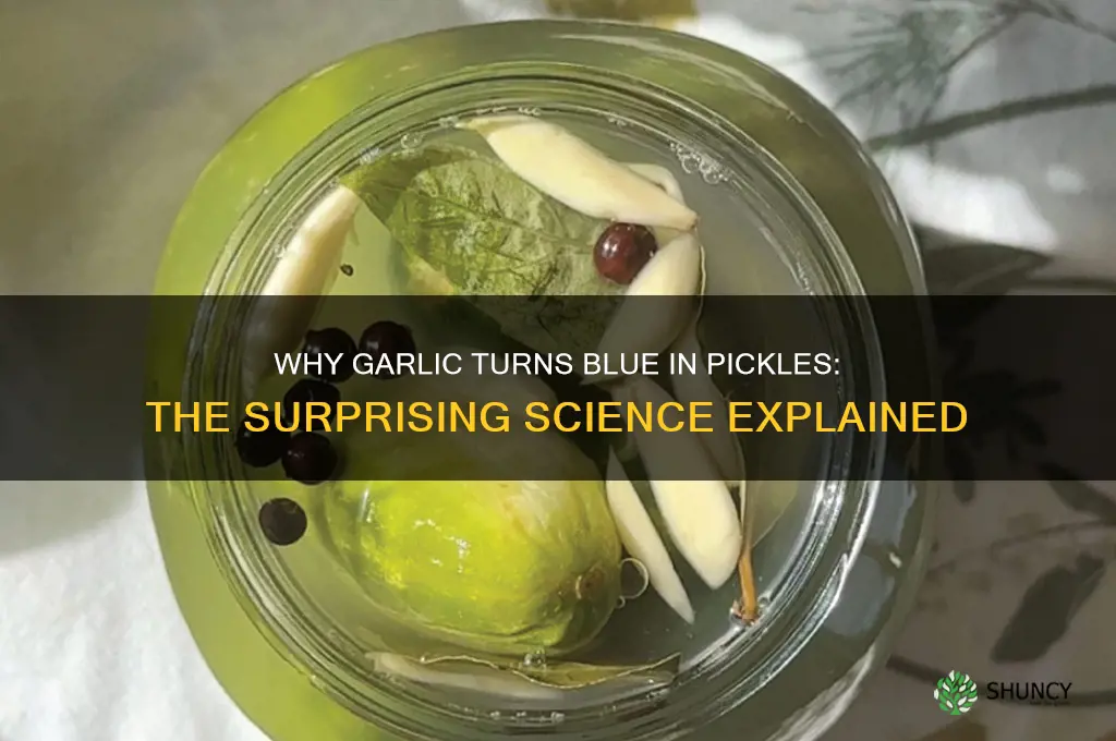Why Garlic Turns Blue In Pickles: The Surprising Science Explained | ShunCy