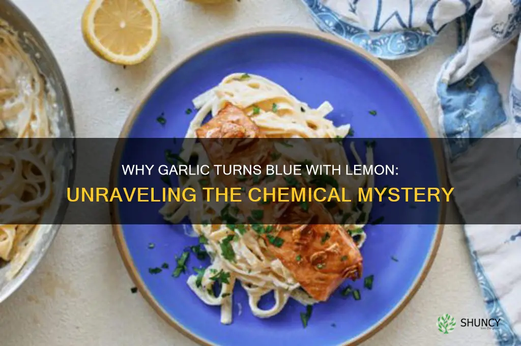 Why Garlic Turns Blue With Lemon: Unraveling The Chemical Mystery | ShunCy