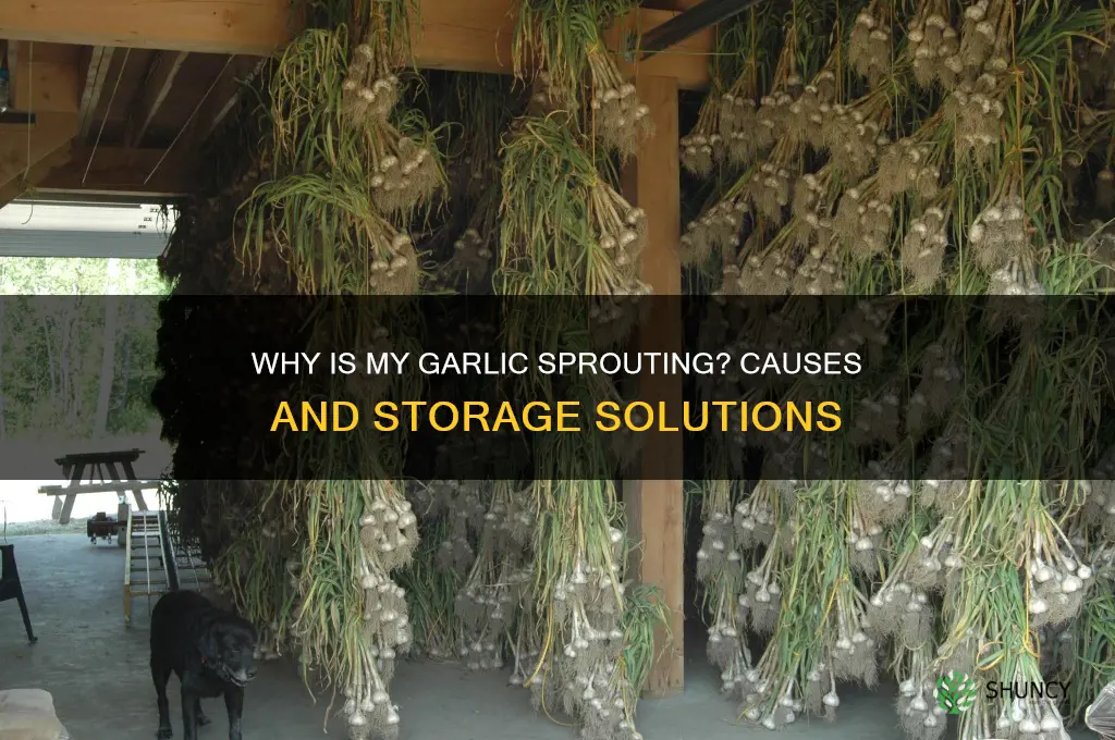 Why Is My Garlic Sprouting? Causes And Storage Solutions | ShunCy