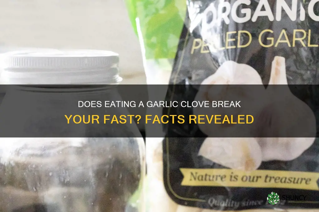 Does Eating A Garlic Clove Break Your Fast? Facts Revealed | ShunCy