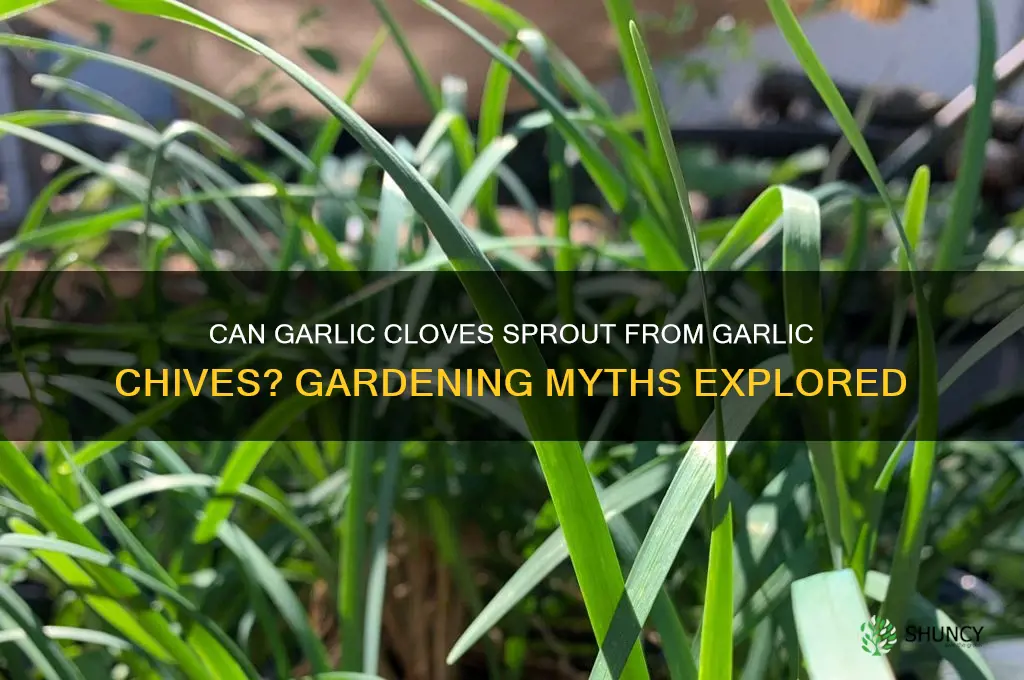 Can Garlic Cloves Sprout From Garlic Chives? Gardening Myths Explored ...